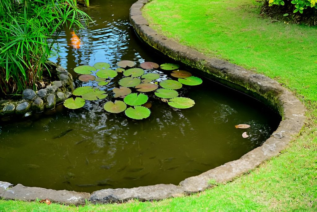 Pond Ecosystem Definition and Importance - Dark is Divine